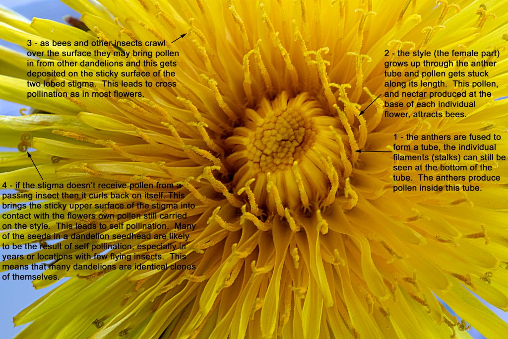 A story in a single photograph - dandelion pollination - Hebridean ...