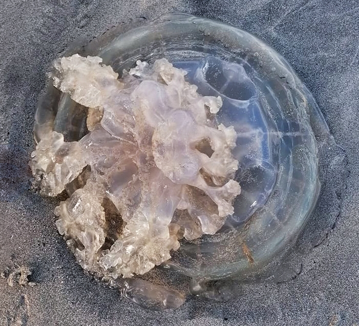 Jellies on the Beach - Discovering Jellyfish